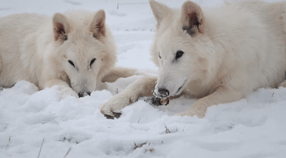 Scientists have revived a species of wolf that disappeared more than 10 ...