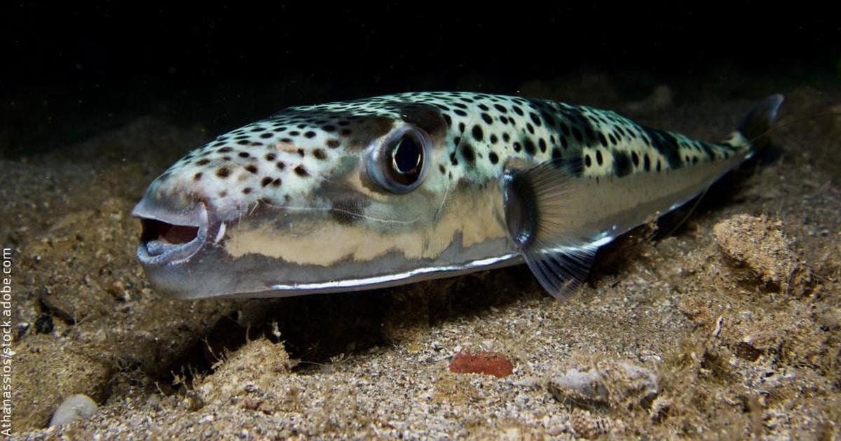 Ukrainians warned about the appearance of deadly poisonous fish in the ...