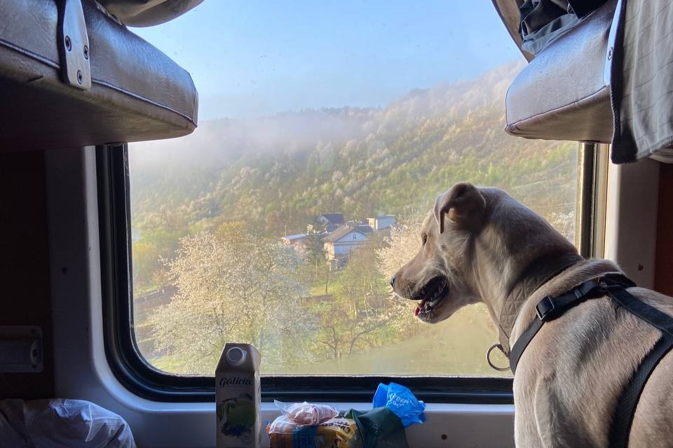 "Ukrzaliznytsia" has updated the rules for transporting animals on ...